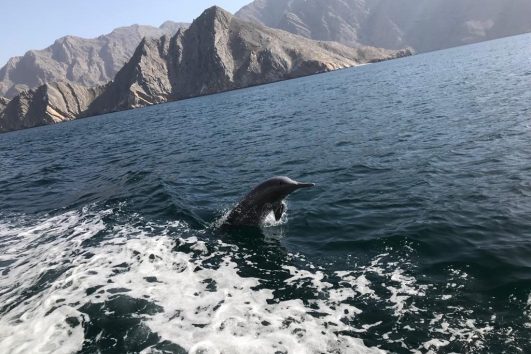 Musandam Khasab Full Day Dhow Cruise | Dolphin Watching
